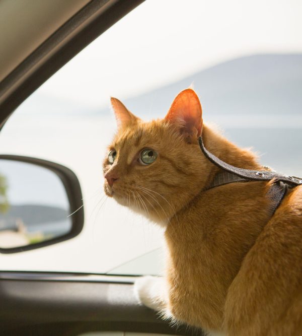 Health Certificates & Pet Travel - Vet in Lorton | Pack Animal Care